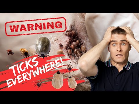 Different Types of Ticks in Dogs & Their Life Cycle