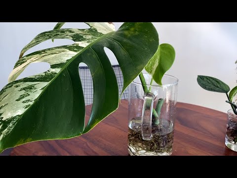 How To Move Houseplant Cuttings from Water to Soil | Monstera Albo