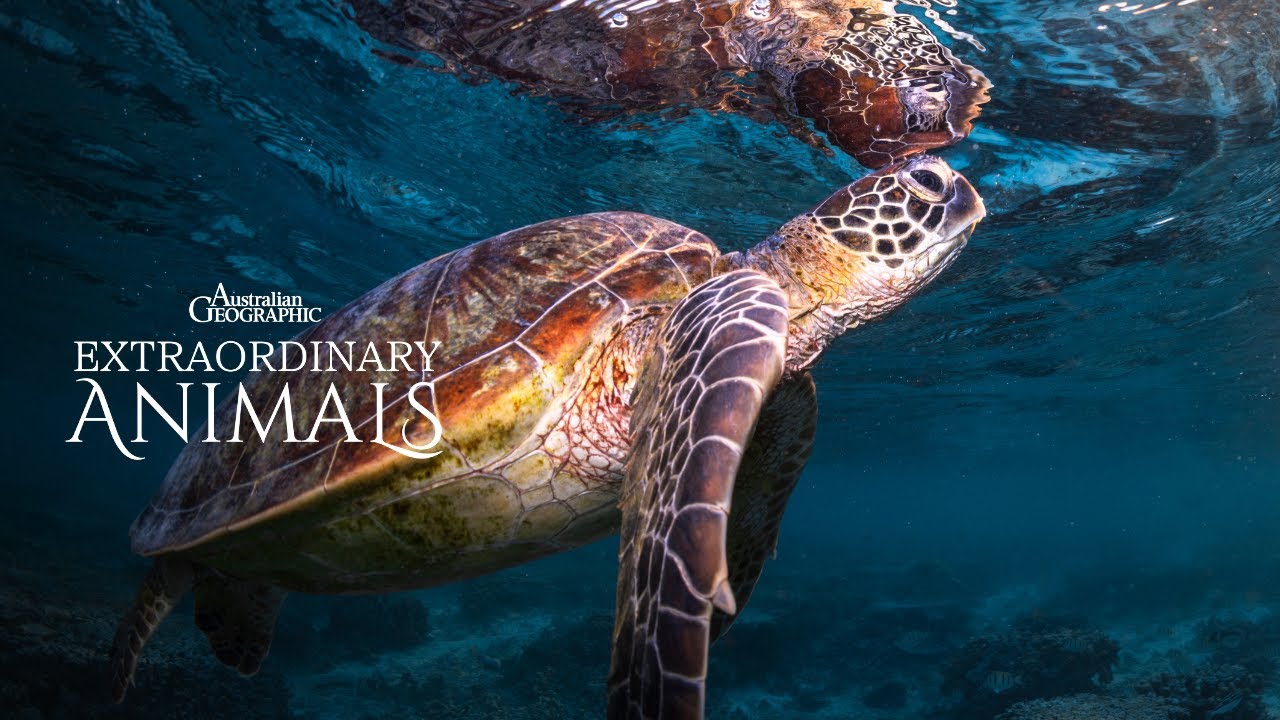 Incredible Green Sea Turtle Laying Eggs | Extraordinary Animals