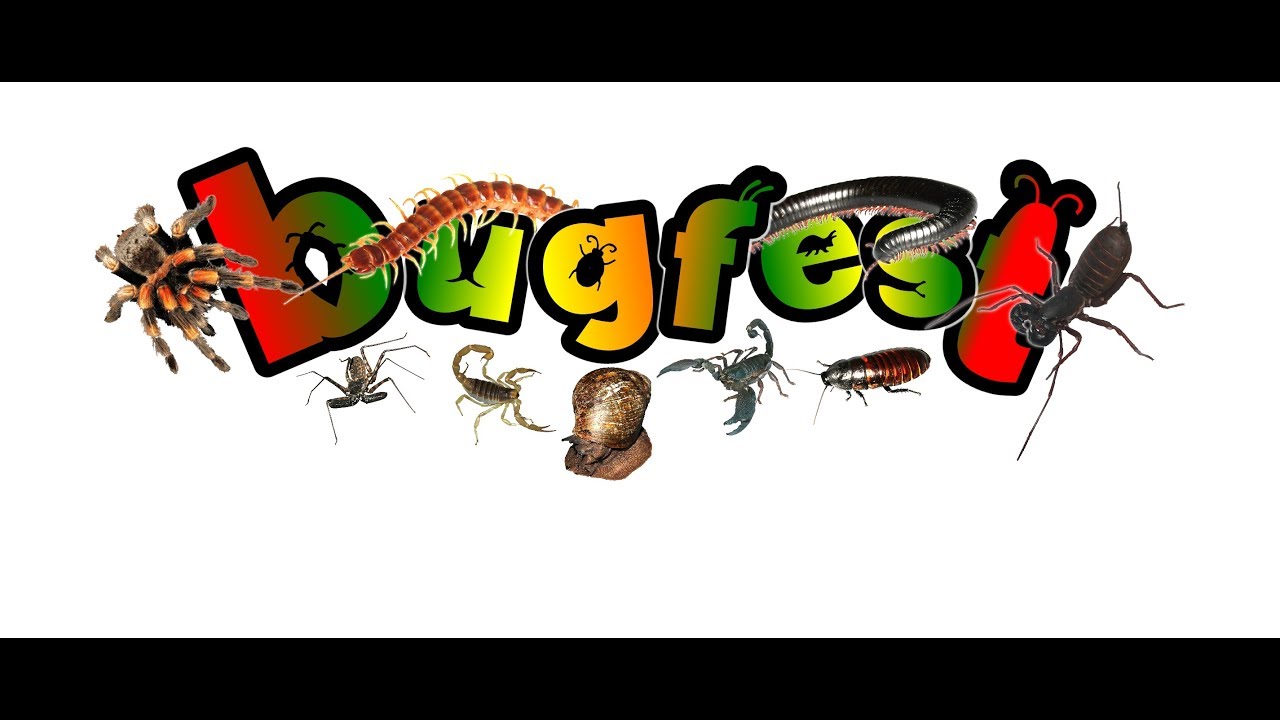 The February 2019 Bugfest Trailer