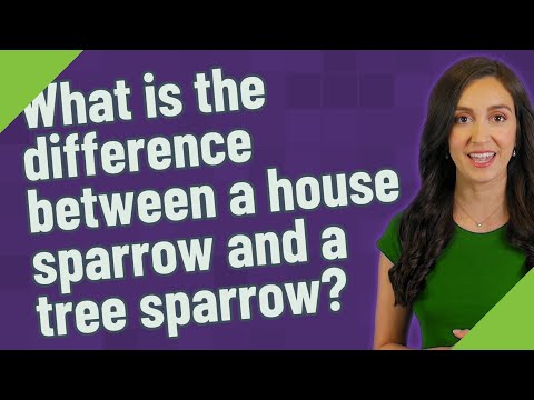 What is the difference between a house sparrow and a tree sparrow?