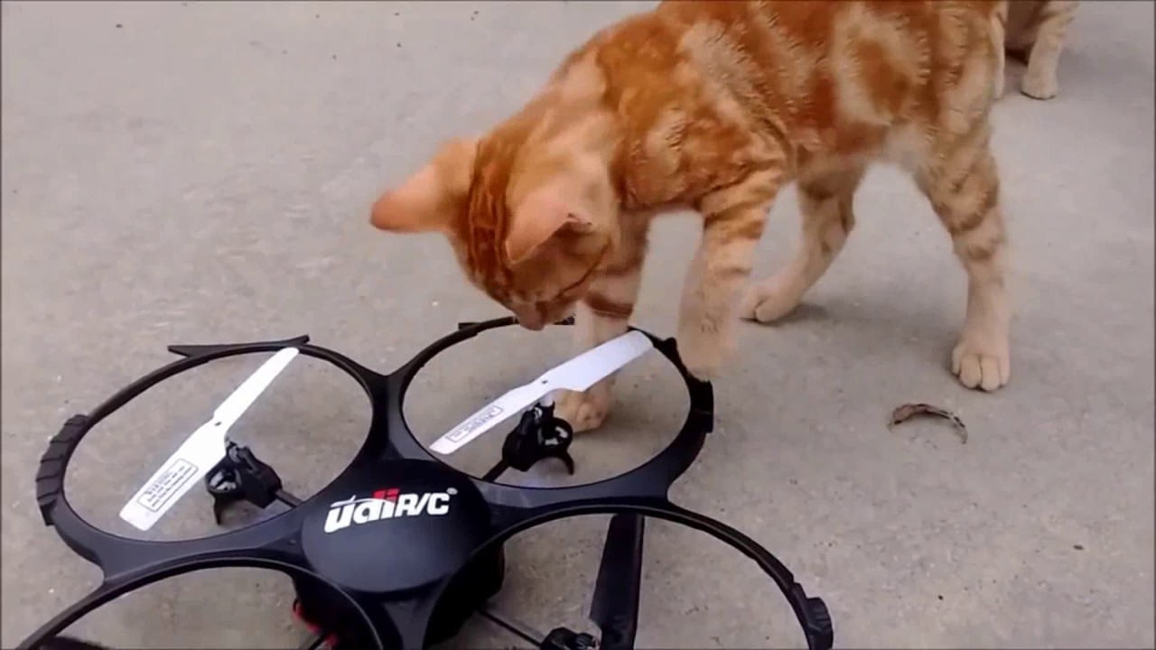 Cats VS Drones Mega Compilations
