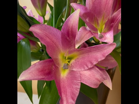 Quick Peek #5: Pink Lilies and Alstromelias.... not so easy....