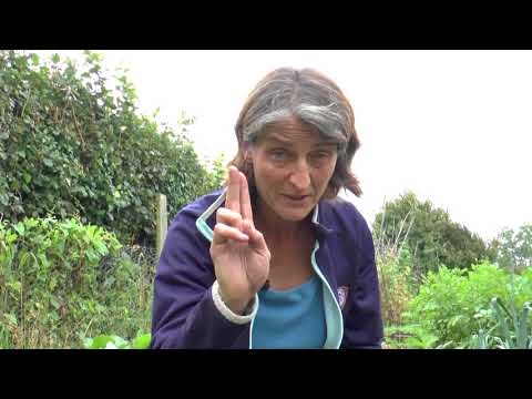 How to thin seedlings