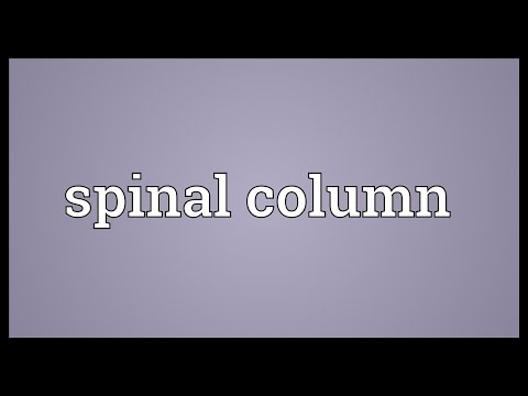 Spinal column Meaning