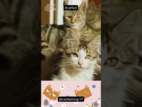 Cat Fact 63 "EE Feline"