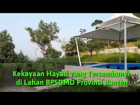 Kekayaan Hayati yang Tersembunyi di Lahan BPSDMD Provinsi Banten | Potensi BPSDMD Provinsi Banten