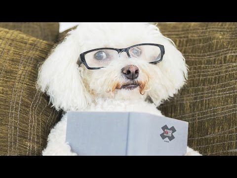 What Is An Election Manifesto?