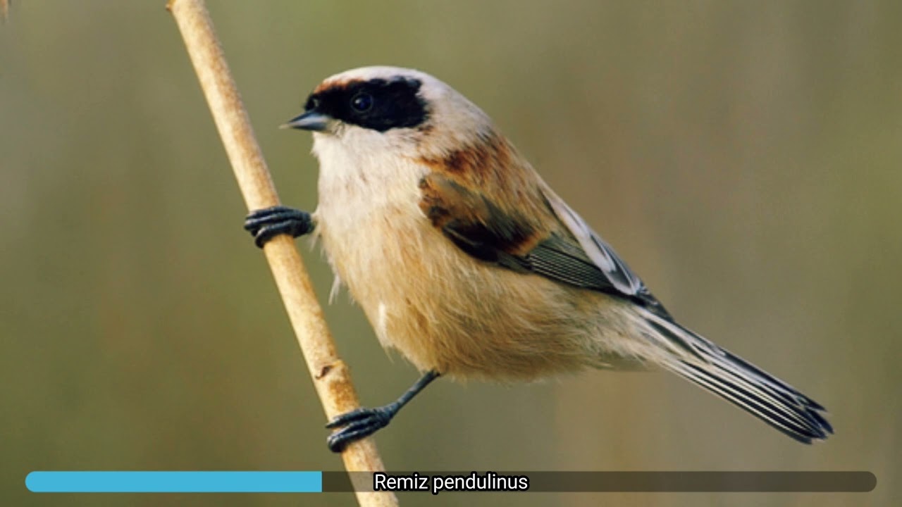 Remiz pendulinus