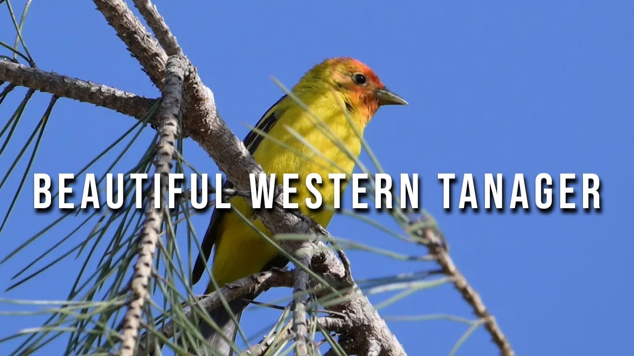 What a beautiful bird. A Western Tanager High up in the Stone Pine Tree.