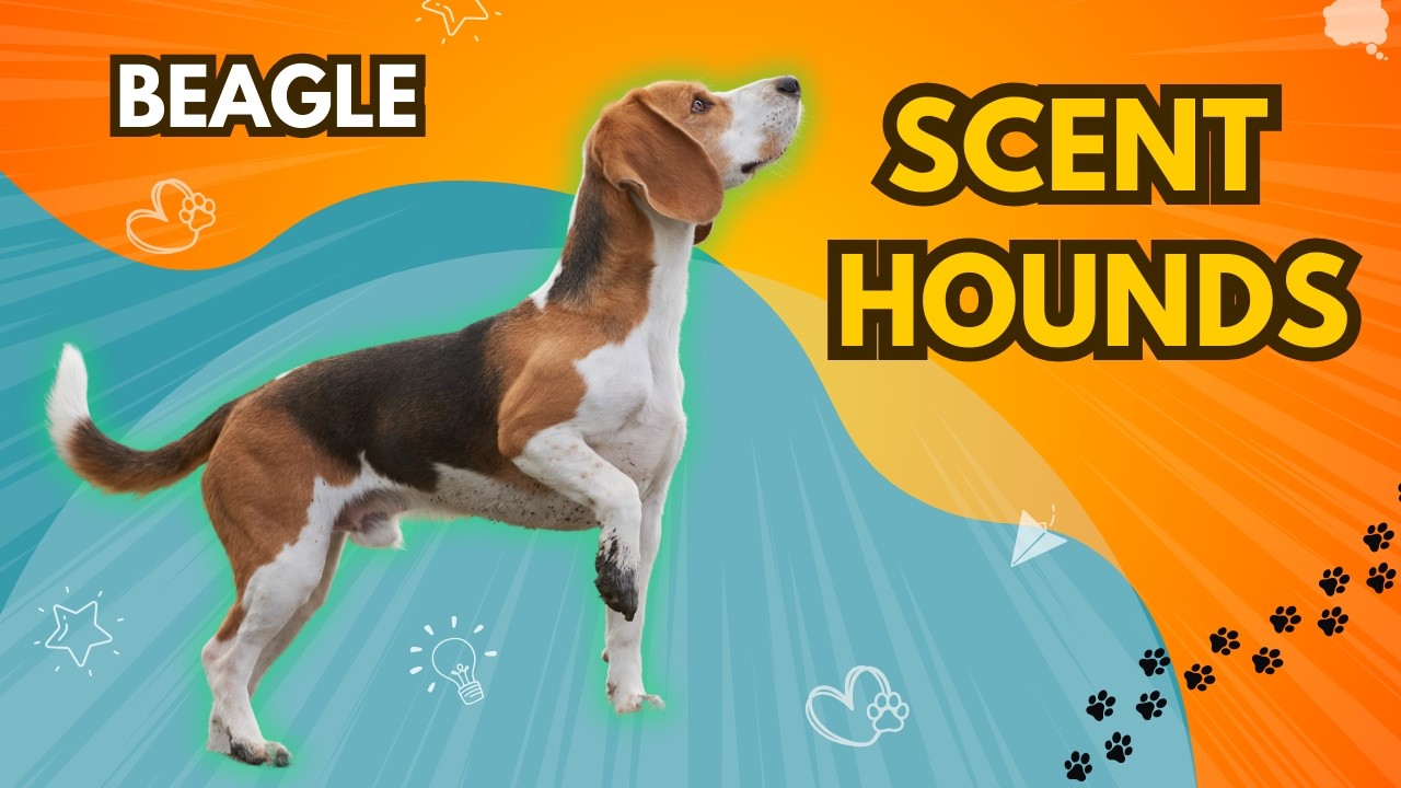 Scent Hounds || Beagles || History & Evolution