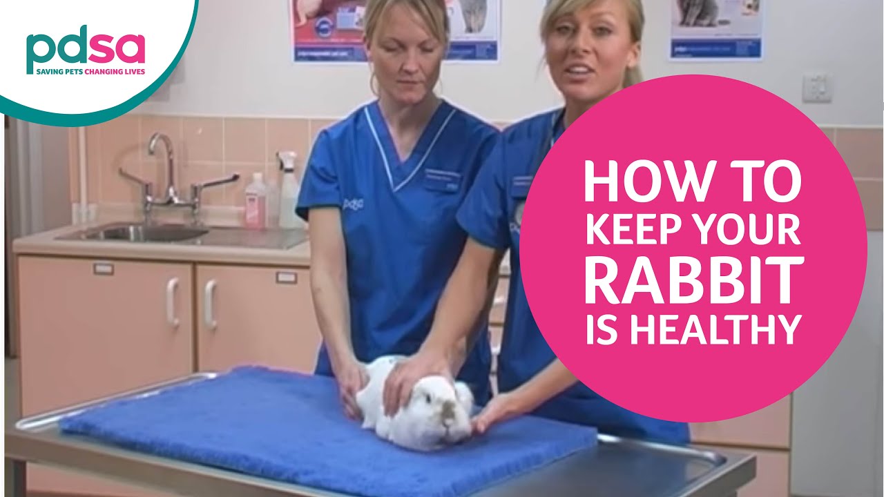 How To Keep Your Rabbit Healthy | PDSA Vet Advice