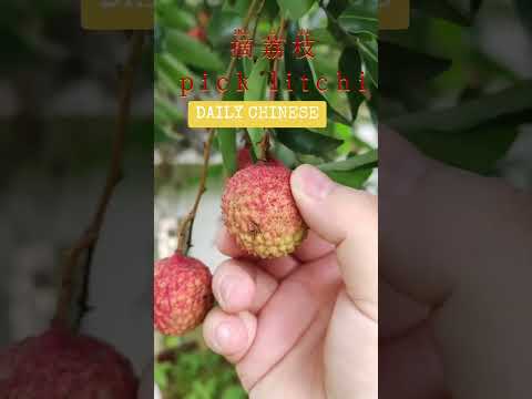 How do you say pick litchi in #mandarin #chinese