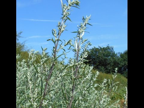 Wild Herbs : Mugwort (Artemisia vulgaris)