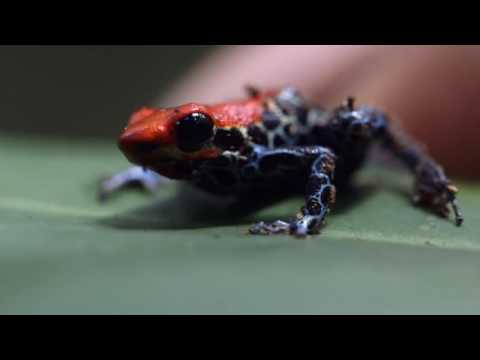 Peru - the Amazon and Beyond