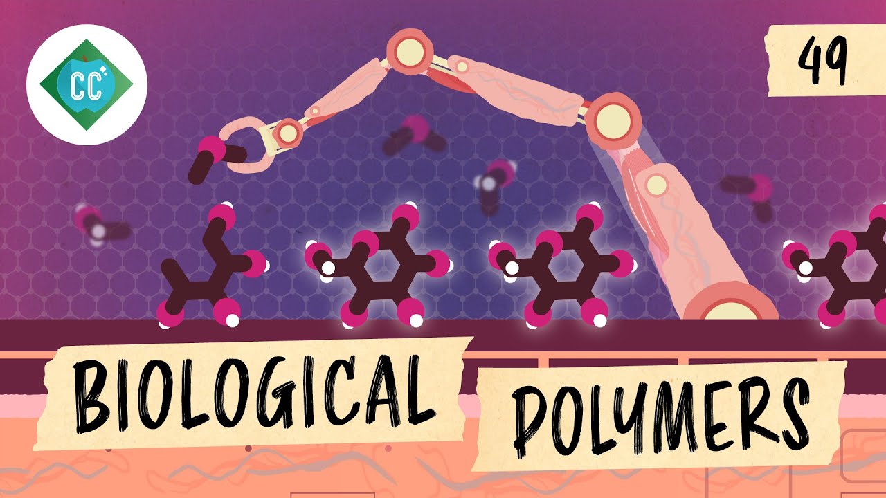 Biological Polymers: Crash Course Organic Chemistry #49