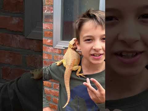 what does the agama do when he is afraid _4k video