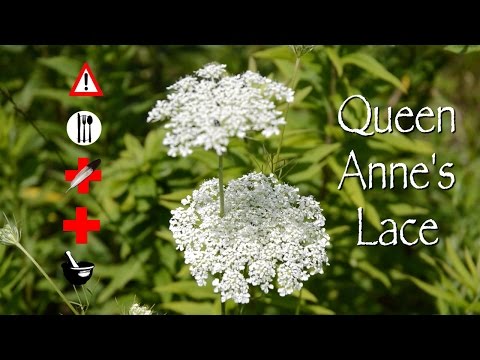 Queen Anne's Lace: Edible, Medicinal, Cautions & Other Uses