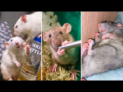 Rats Shorts Compilation #1 🐭 Cute Rodents