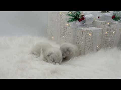 Newborn Blue Point Ragdoll Kittens Will Melt Your Heart! 🐱💘