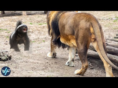 HONEY BADGER - The Most Fearless Animal On Earth