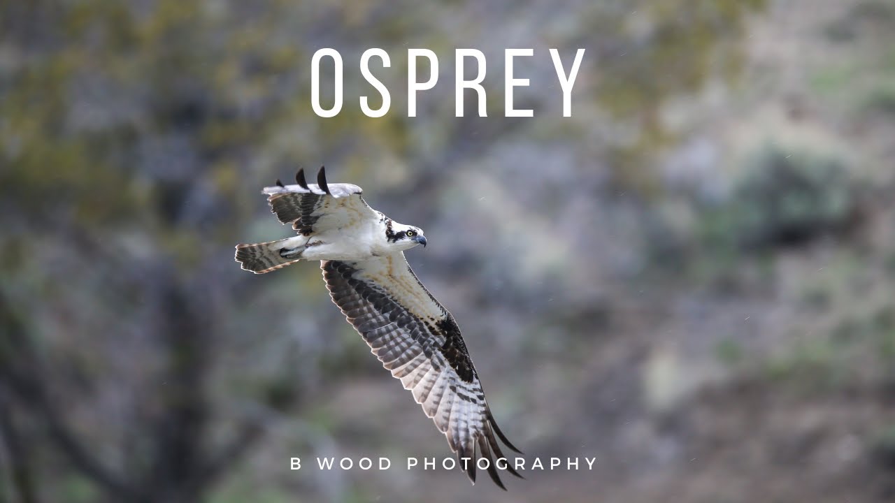 Osprey (Pandion haliaetus) 🦅