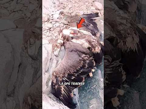 Reality Behind Dead Eagle With 20 Year Old GPS Tracker - FactChecked