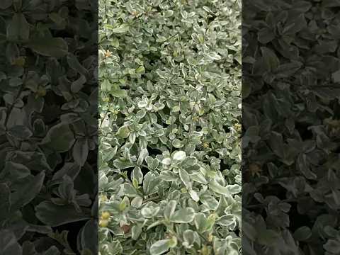 The Fascinating Varieties of Pittosporum Tobira Variegatum