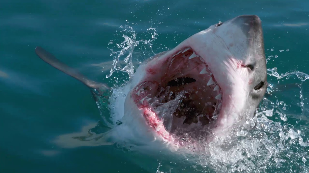 The 15 Best Documentaries About Sharks - Documentarytube.com