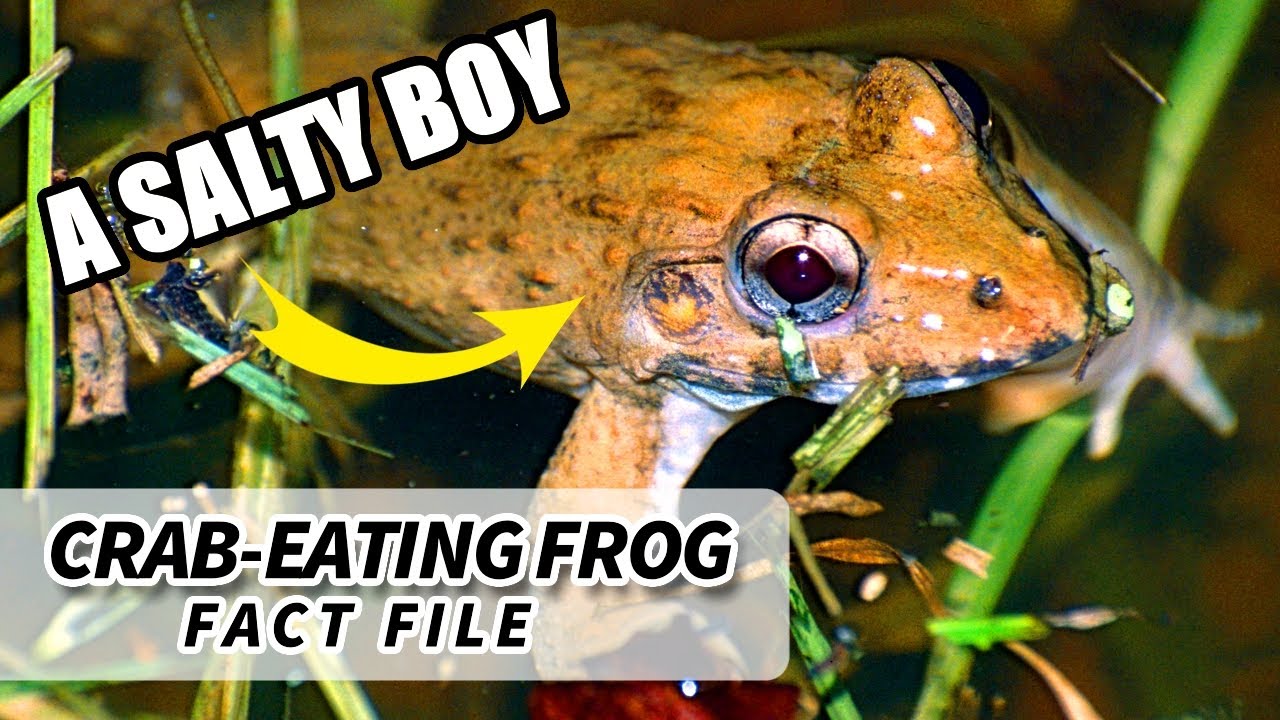 Crab Eating Frog Facts: the SALTWATER frog | Animal Fact Files