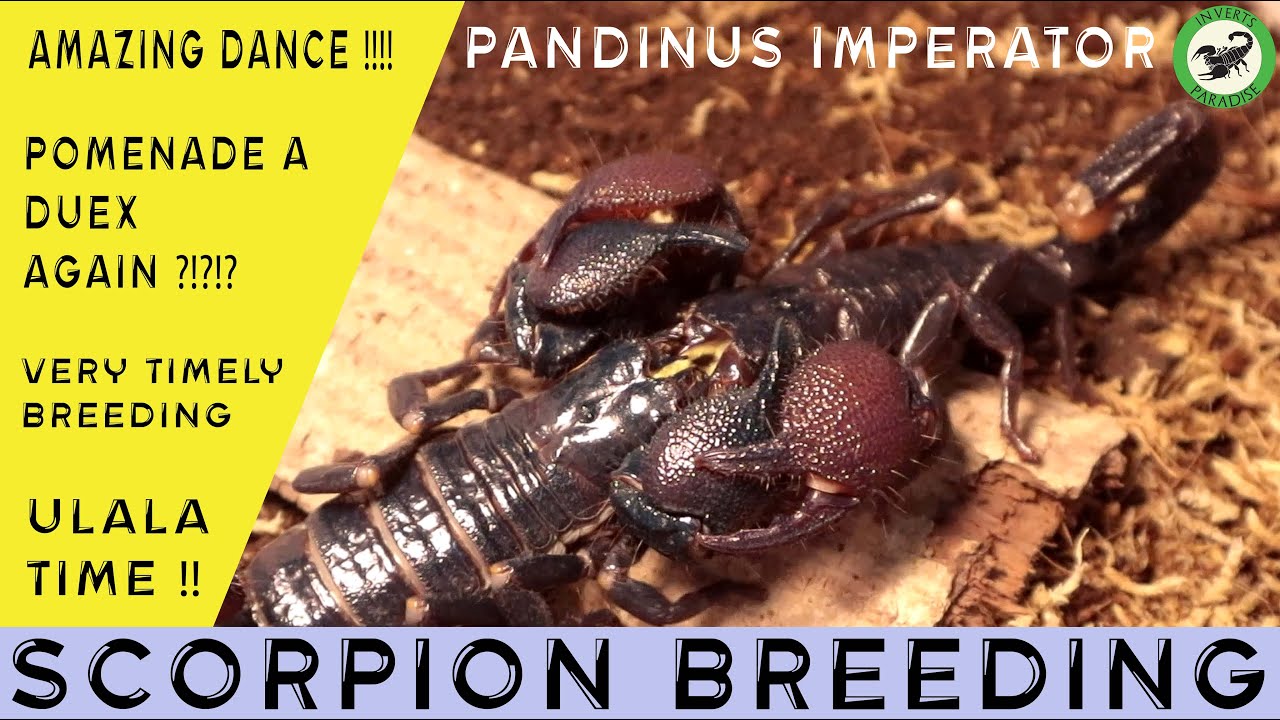 Scorpion breeding ft. Pandinus imperator. MOST ELEGANT POMENADE A DUEX !!!