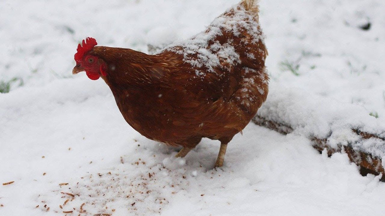 Winter Boredom Busters For Chickens Straight From Our Farm