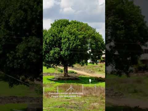 Huge Umbrella Shaped Peepal Tree - Ficus religiosa
