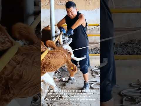 Preventing Injuries Dehorning Cattle With Electric Clippers
