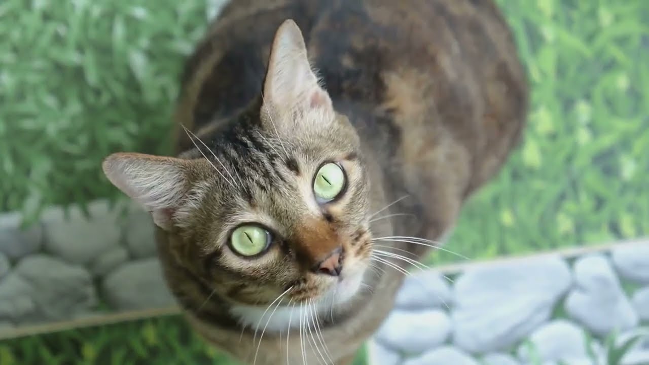 Understanding Cat Behavior