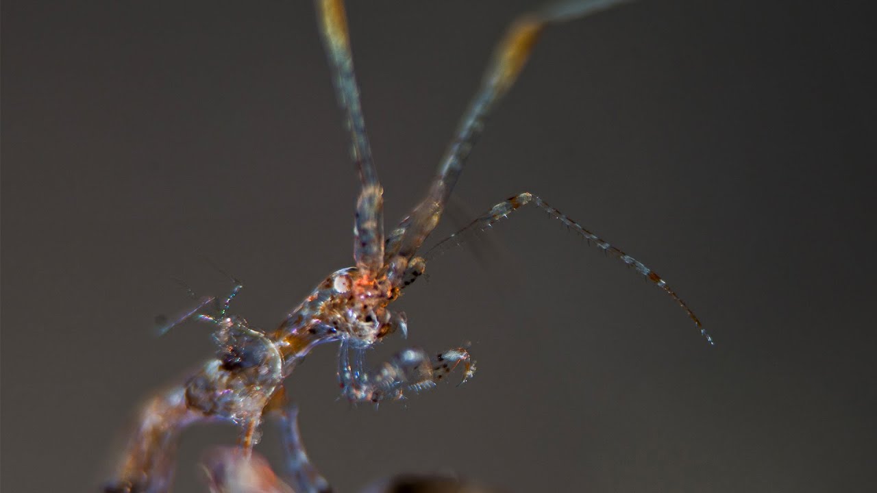 Skeleton shrimp : 10 cool facts