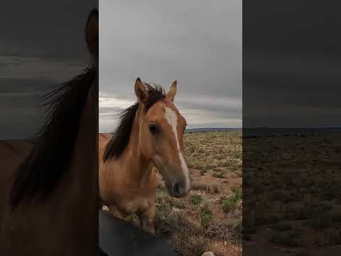 Wild Horse Encounter: An Unforgettable Experience in Nature