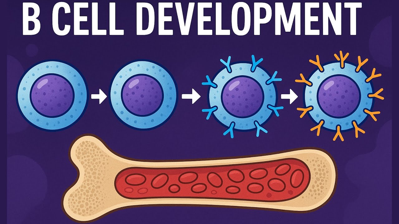 How B Cells Are Made! | From Bone Marrow to Antibody Factory | CSIR NET Life Science Animation