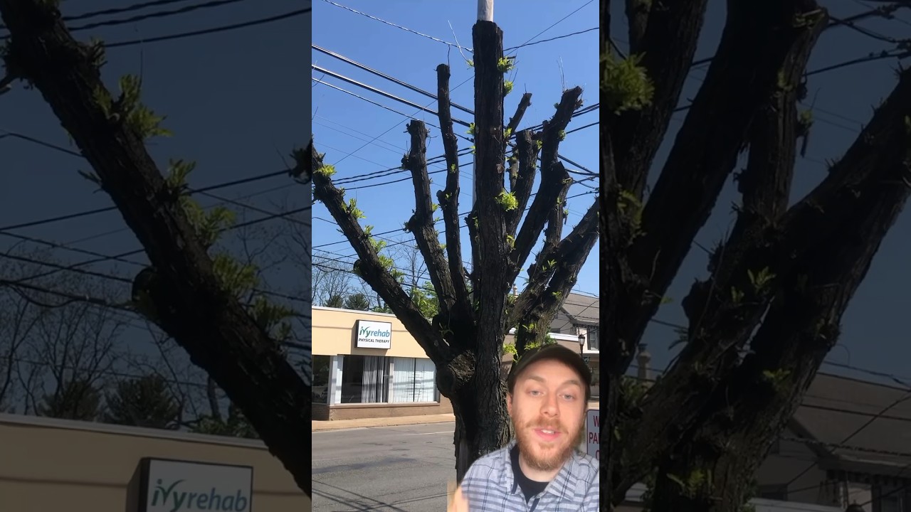 You should NEVER prune your trees like this! #trees #topping