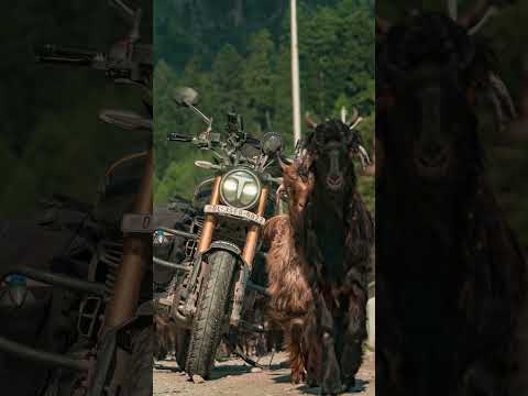 The #Unscripted TVS RONIN looks good and performs better in any terrain | TVS Ronin
