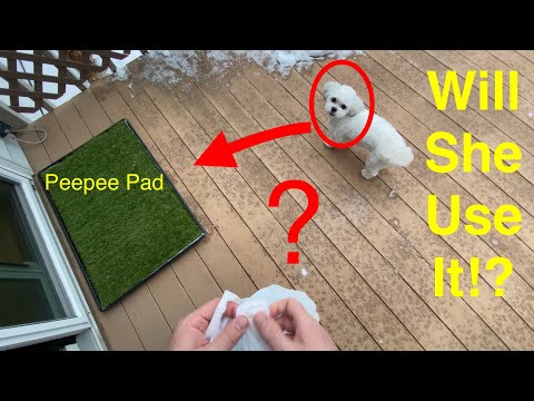 Puppy Potty Training | Pee Pad | Travel Pad | Artificial Grass ???? Pad Training