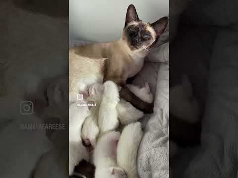 5 days after birthday 💙🐾, Traditional Siamese kittens #siamese #cat #kitten #cute # #kittens