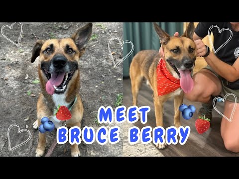 Dog for adoption - Bruce Berry Good Dog, a German Shepherd Dog & Black ...
