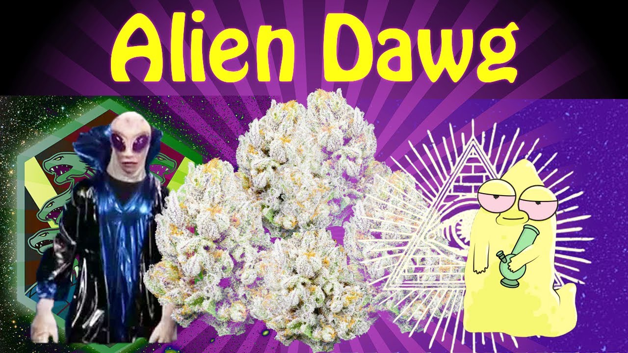 Alien Dawg Strain Review | Infinite Wellness