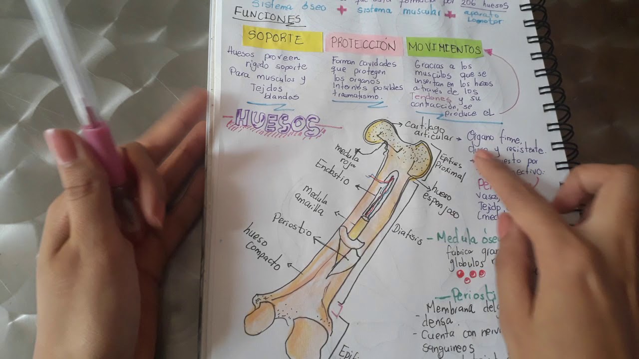 SISTEMA ÓSEO 1  - Grado séptimo