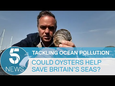 Thousands of native oysters have been placed around the UK coast to help clean up the sea | 5 News