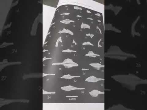 Quick look at the IGWS conodont collection