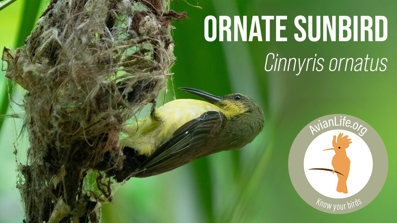 Ornate Sunbird nest building - Cinnyris ornatus