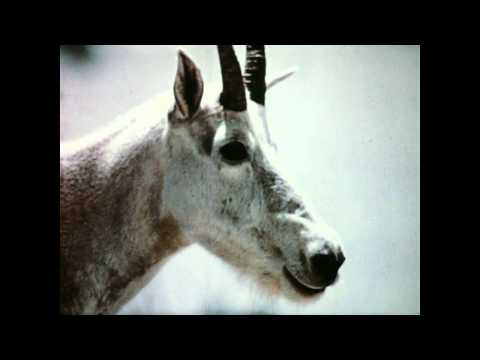 "Big Land Animals Of North America"- Encyclopedia Britannica