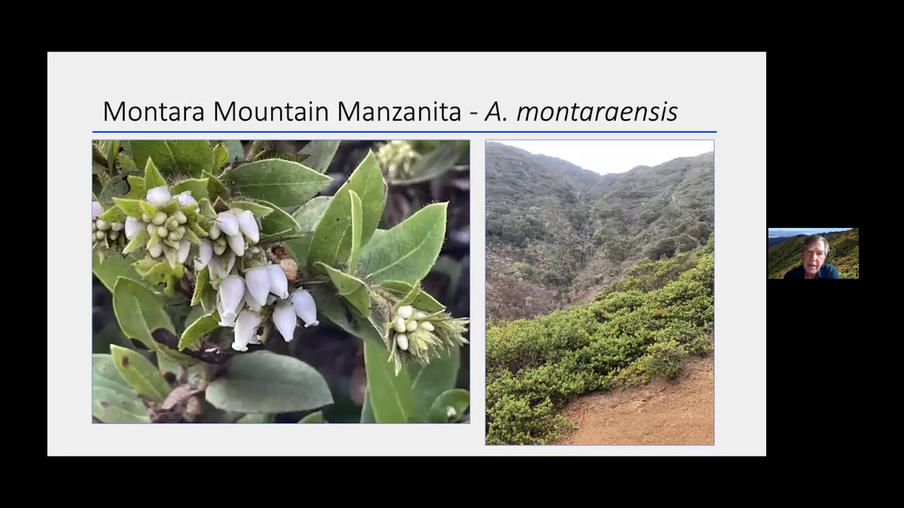 The beauty and complexity of evolution: A focus on Arctostaphylos and its relatives